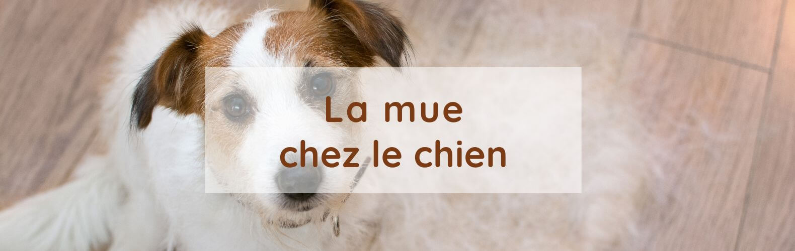 La mue du chien c'est quoi?